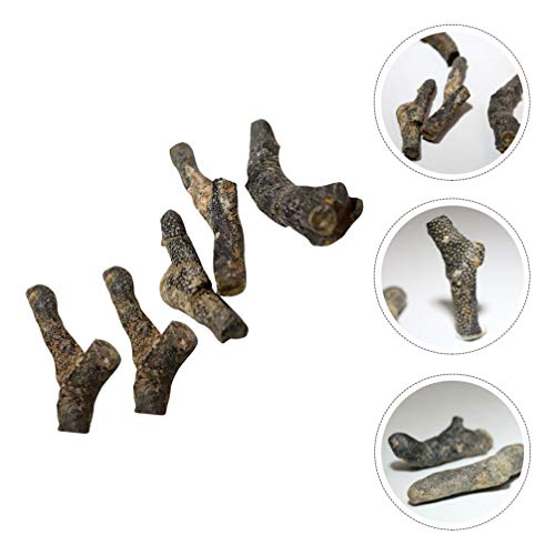 Scicalife Kids Toys 5Pcs Stromatoporoid Fossils Ordovician Bryozoan Fossils Specimens Ancient Marine Fossils Model Figurine Science Teaching Materials Random Style Kid Toys