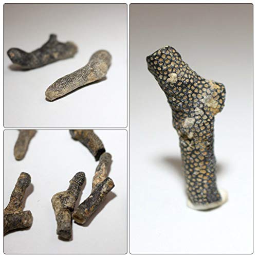 Scicalife Kids Toys 5Pcs Stromatoporoid Fossils Ordovician Bryozoan Fossils Specimens Ancient Marine Fossils Model Figurine Science Teaching Materials Random Style Kid Toys