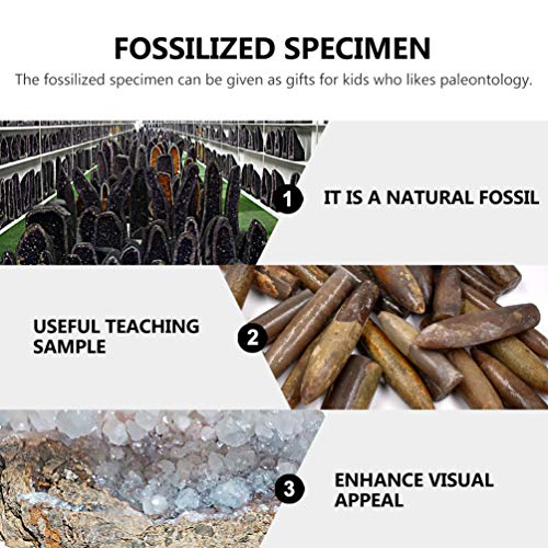 iplusmile 10pcs Paleontology Belemnite Fossil Specimen Science Ornament Laboratory Supply