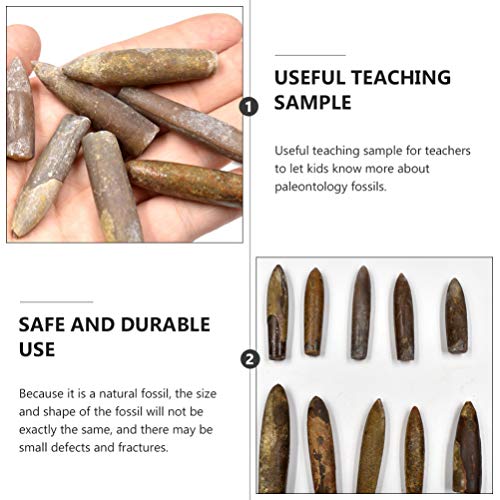 iplusmile 10pcs Paleontology Belemnite Fossil Specimen Science Ornament Laboratory Supply