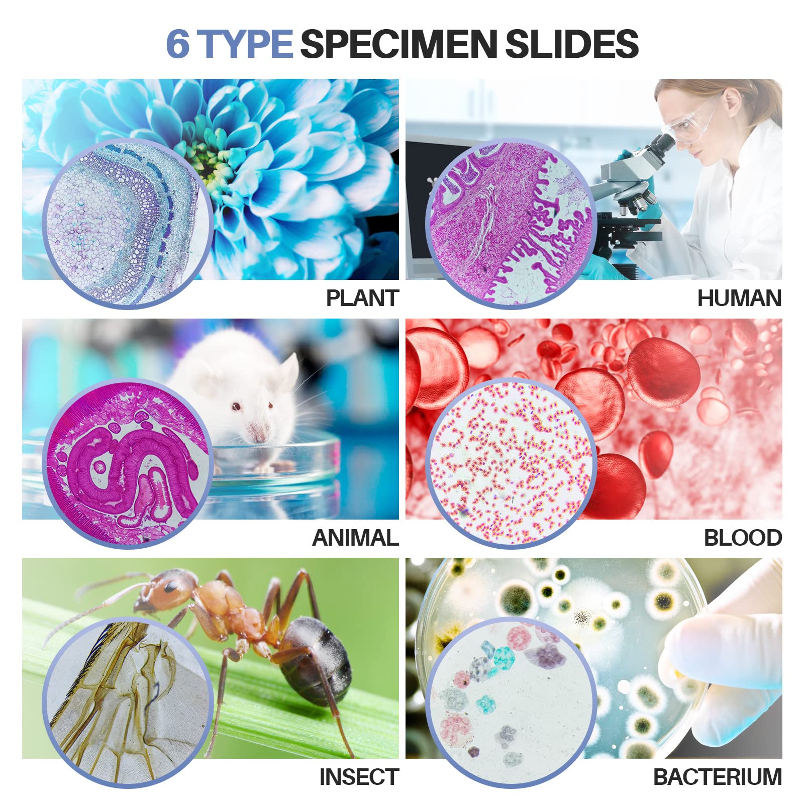 120Pcs Prepared Microscope Slides Animals Insects Plants Bacterial Sample Biological Slide Specimen for Kids Students Adults, for Science Study and Education