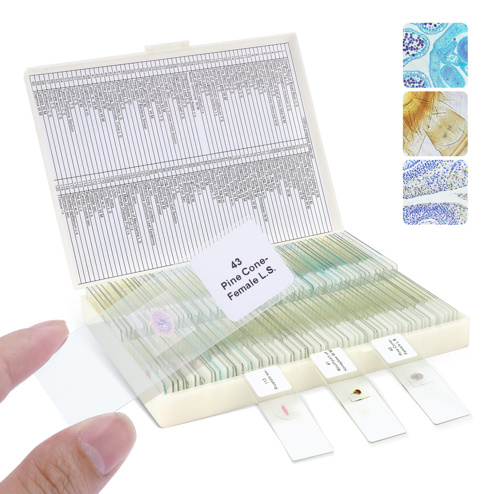 120Pcs Prepared Microscope Slides Animals Insects Plants Bacterial Sample Biological Slide Specimen for Kids Students Adults, for Science Study and Education