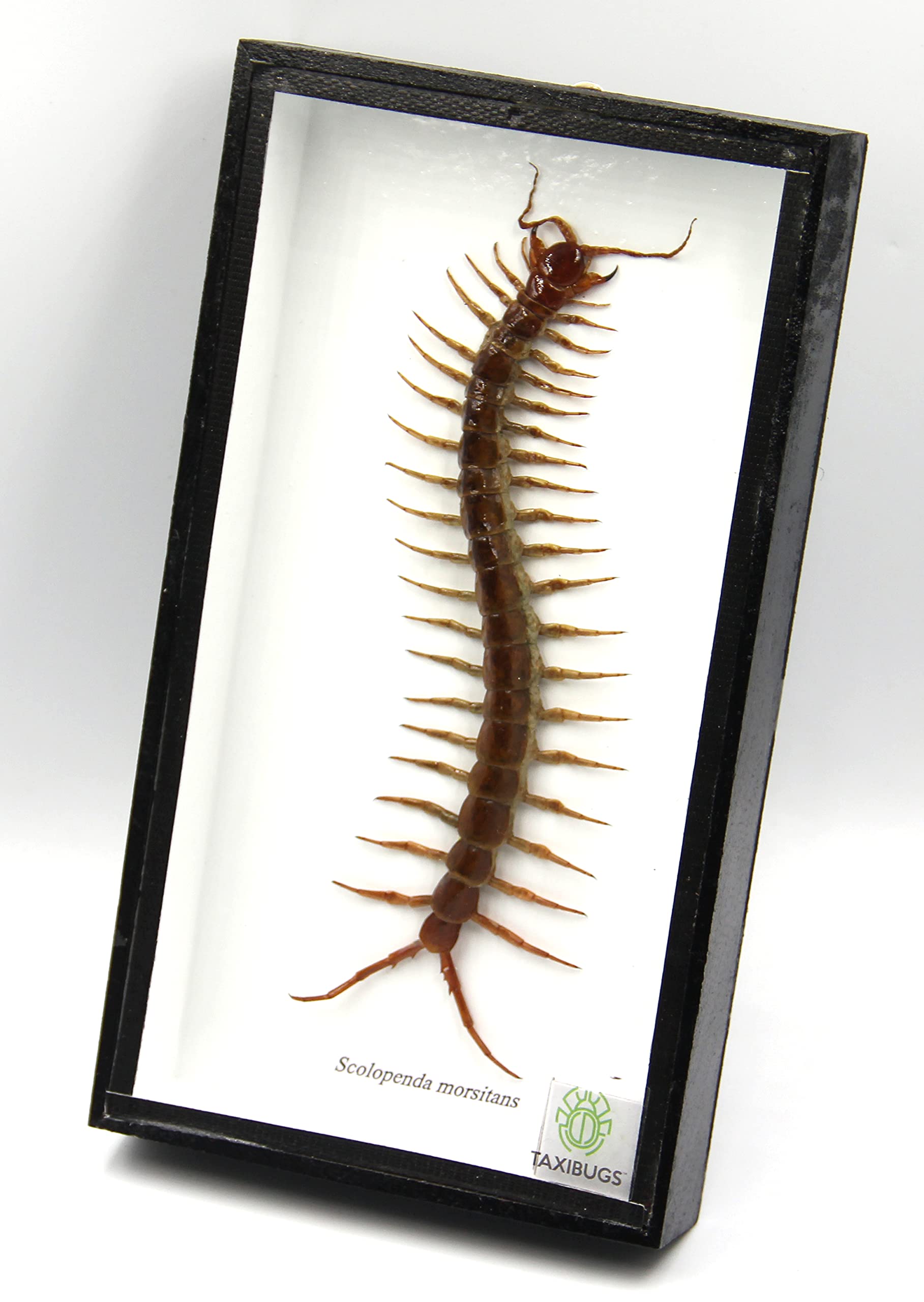 TAXIBUGS Real Centipede Millipede Scolopendra MORSITANS Taxidermy Insect in 3D Wooden Frame (White Background, Black Wooden Box)