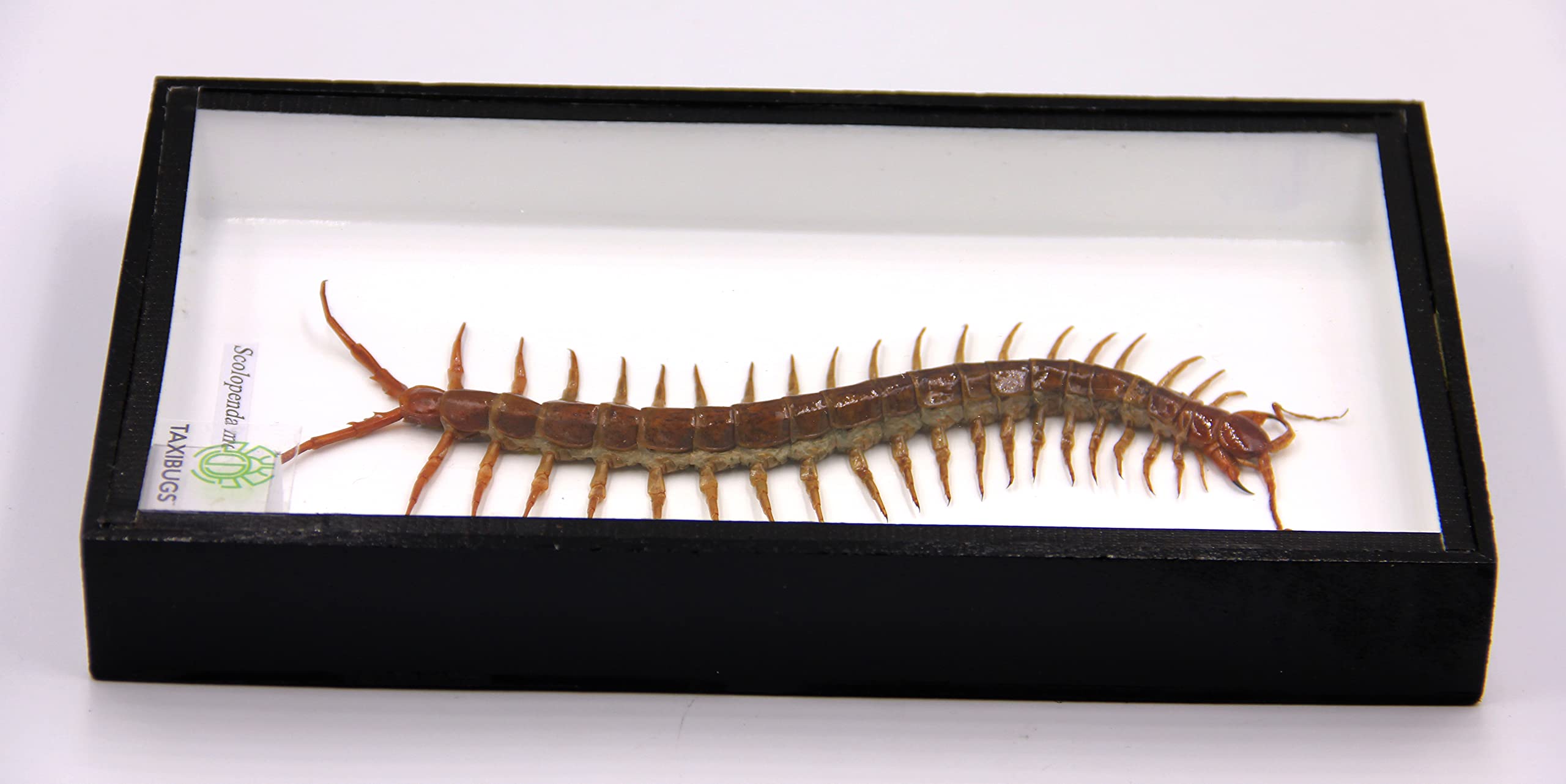 TAXIBUGS Real Centipede Millipede Scolopendra MORSITANS Taxidermy Insect in 3D Wooden Frame (White Background, Black Wooden Box)