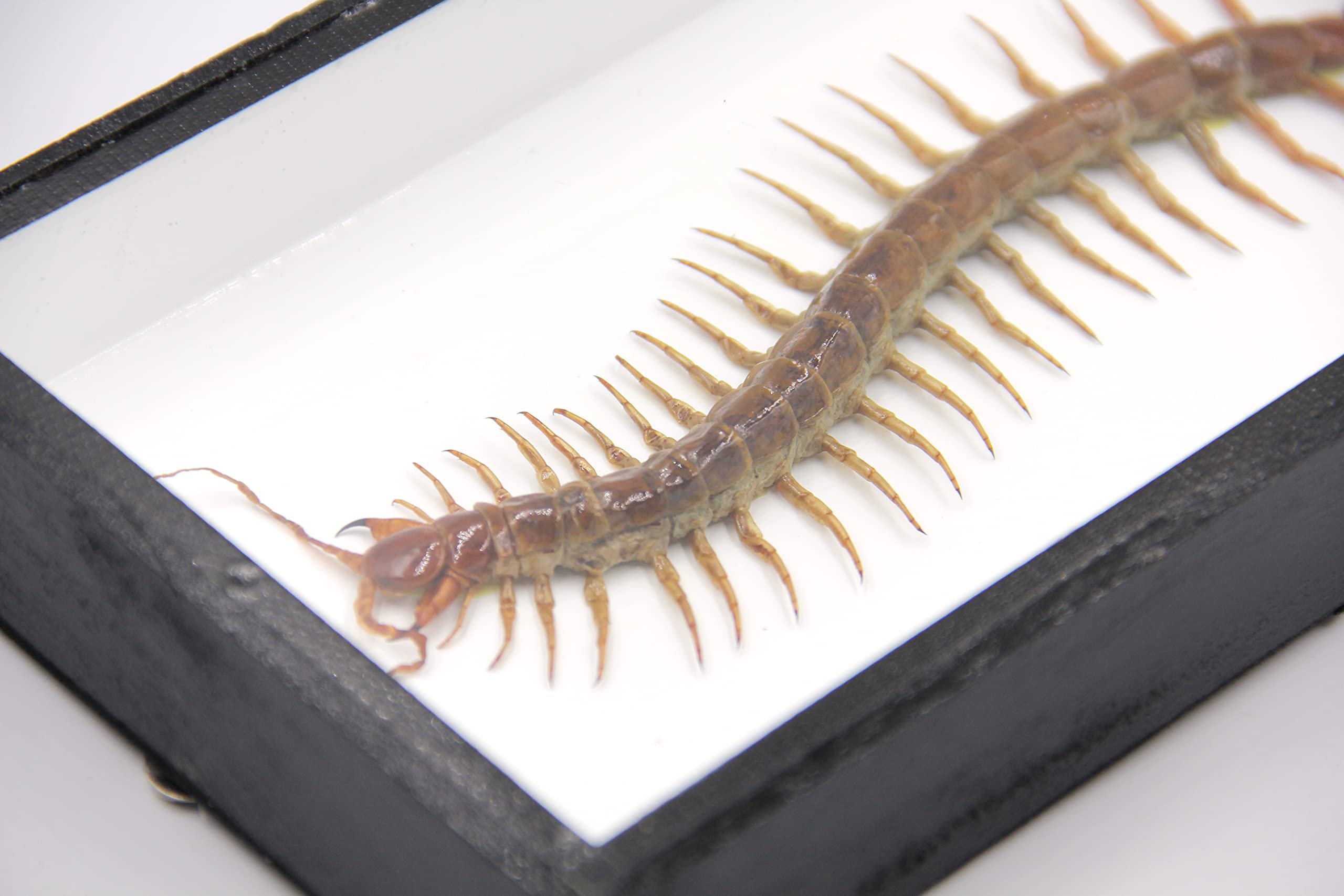 TAXIBUGS Real Centipede Millipede Scolopendra MORSITANS Taxidermy Insect in 3D Wooden Frame (White Background, Black Wooden Box)