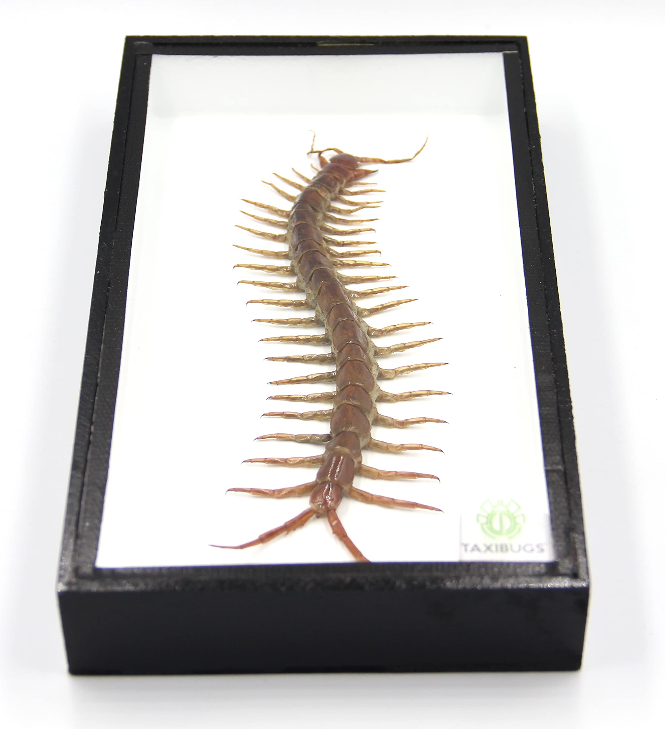 TAXIBUGS Real Centipede Millipede Scolopendra MORSITANS Taxidermy Insect in 3D Wooden Frame (White Background, Black Wooden Box)