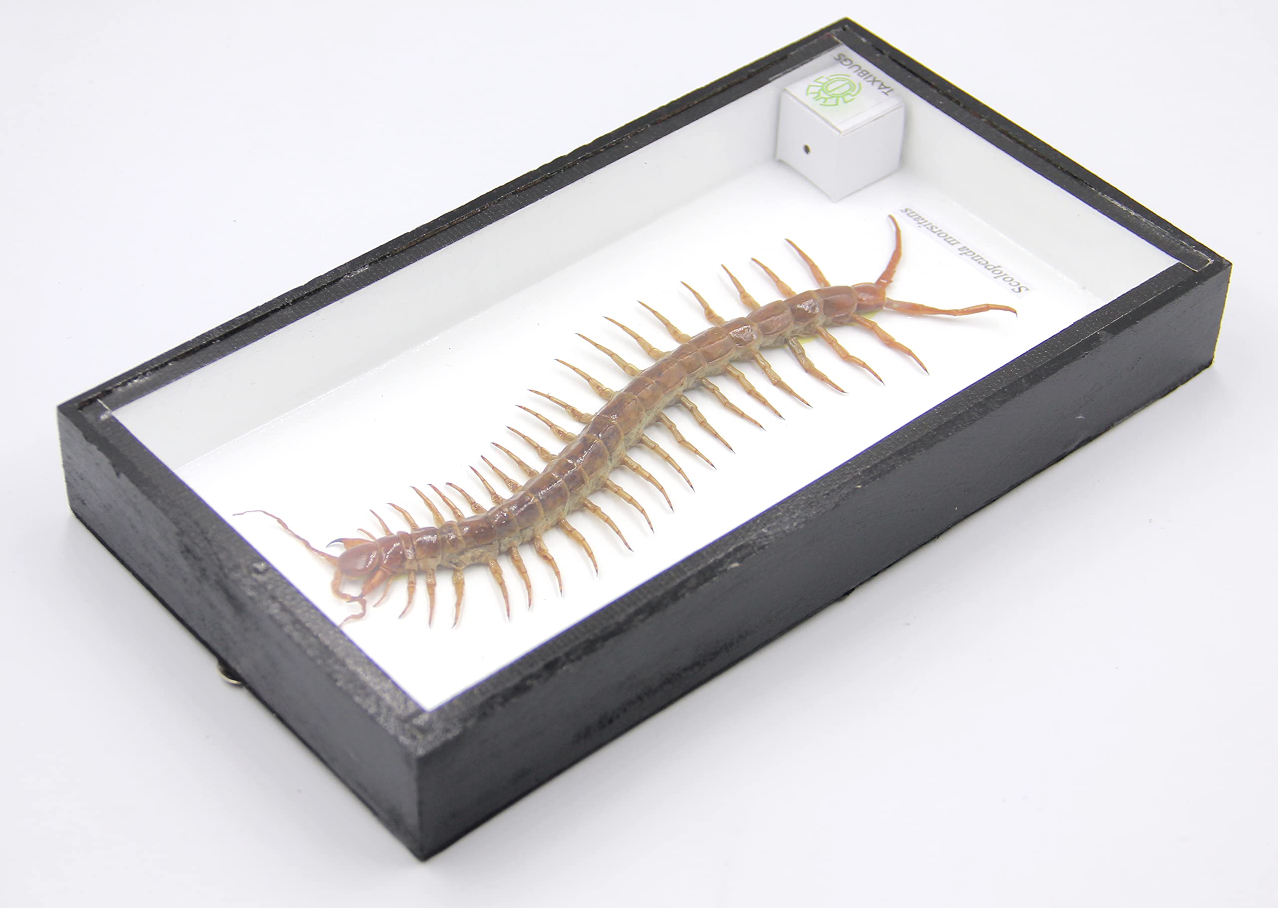 TAXIBUGS Real Centipede Millipede Scolopendra MORSITANS Taxidermy Insect in 3D Wooden Frame (White Background, Black Wooden Box)