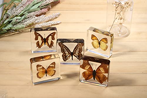 Real Large Butterfly Specimen Specimens Paperweight Collection Display(3x3x0.8'')for Office or Education (Style 4)