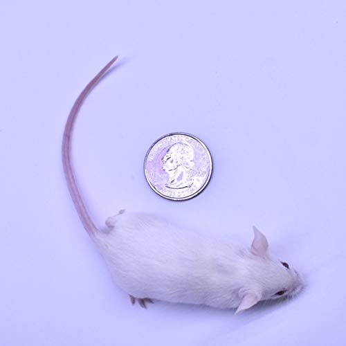 MiceDirect Frozen Weanling Mice Feeders Juvenile Ball Python Adult Corn (20 Count)