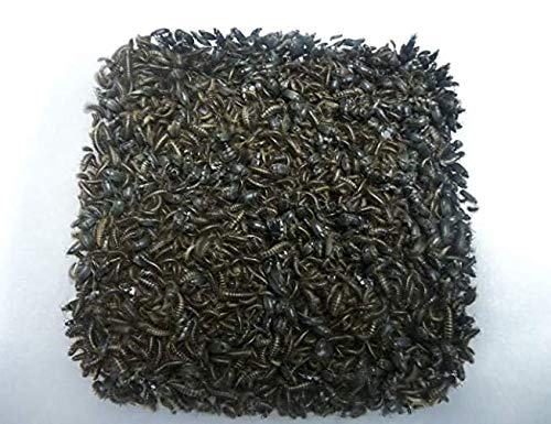 Walks Again Taxidermy Dermestid Beetles (10000+)