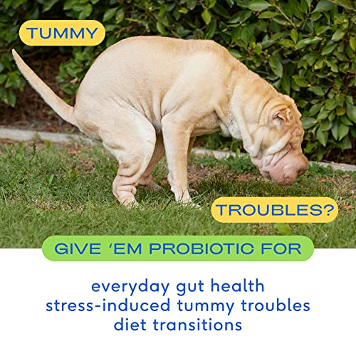 Native Pet Probiotic for Dogs - Vet Created Probiotic Powder for Dogs for Digestive Issues - Dog Probiotic Powder + Prebiotic + Bone Broth - 232 Gram 6 Billion CFU- Probiotics Dogs Will Love! (8.2 oz)