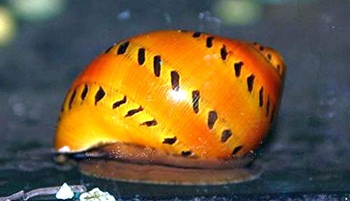 Family of 5 Tiger Nerite Snails Live Snails Live Freshwater Snails Algae Eaters