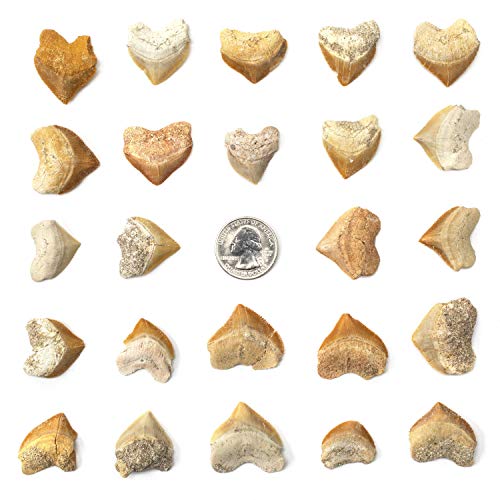 KALIFANO Authentic Fossilized Prehistoric Corax Shark Teeth (5 Pack) from Morocco - Shark Tooth for Fossil Collections and Education Purposes (Information Card Included)