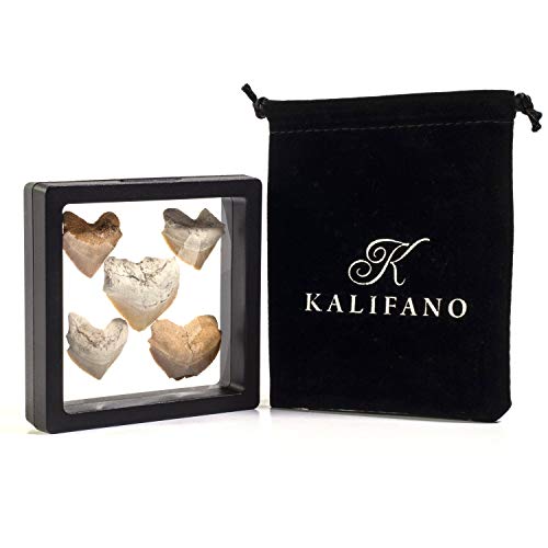 KALIFANO Authentic Fossilized Prehistoric Corax Shark Teeth (5 Pack) from Morocco - Shark Tooth for Fossil Collections and Education Purposes (Information Card Included)