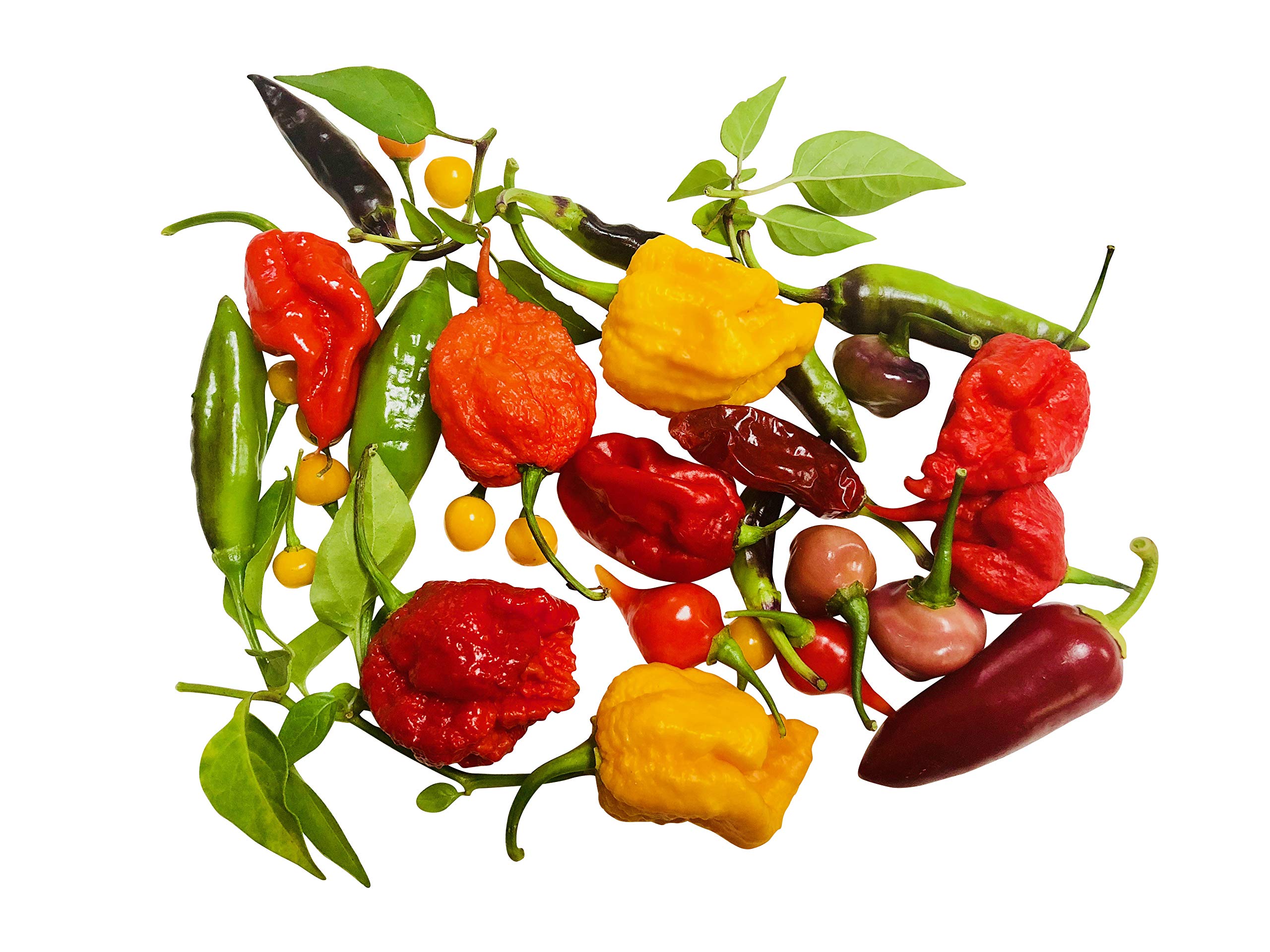 - & gt; 100 semi & lt; - * Mix di peperoncino colorato * Campione -Con Chilis- INSERIMENTO Ultra