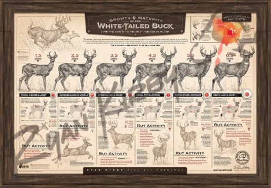 "The Growth & Maturity of the White-tailed Buck" Fine Art Paper Print