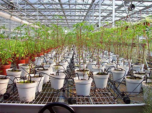 (100-PACK) - 6" Inch .5 GPH - Angled Drip Emitter Stake for Precise Watering & Irrigation, Greenhouse, Container Gardening, Home Garden, and Hydroponics Growing - for 1/8" Tubing (6" Inch Drip Stake)