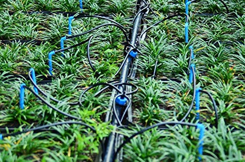 (100-PACK) - 6" Inch .5 GPH - Angled Drip Emitter Stake for Precise Watering & Irrigation, Greenhouse, Container Gardening, Home Garden, and Hydroponics Growing - for 1/8" Tubing (6" Inch Drip Stake)