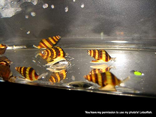(10) Pack of Assassin Snails Live for Aquarium Pond or Fish Tank
