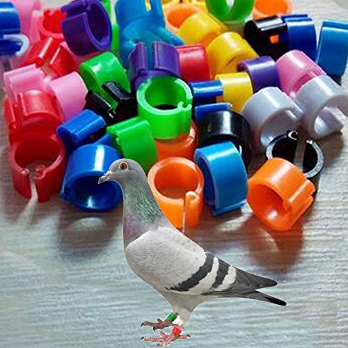 ( Pack of 100 Pcs ) ,Bird Rings Multicolor Colorful Leg Bands for Pigeon Parrot Finch Canary Hatch Chicks Bantam Poultry Bayonet Rings ,8mm inside diameter