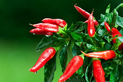 "Tabasco" Red Hot Chili Pepper Seeds for Planting, 50+ Heirloom Seeds Per Packet, (Isla's Garden Seeds), Non GMO Seeds, Botanical Name: Capsicum frutescens, Great Home Garden Gift