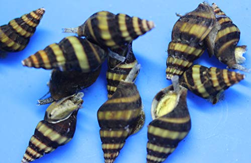(10) Pack of Assassin Snails Live for Aquarium Pond or Fish Tank