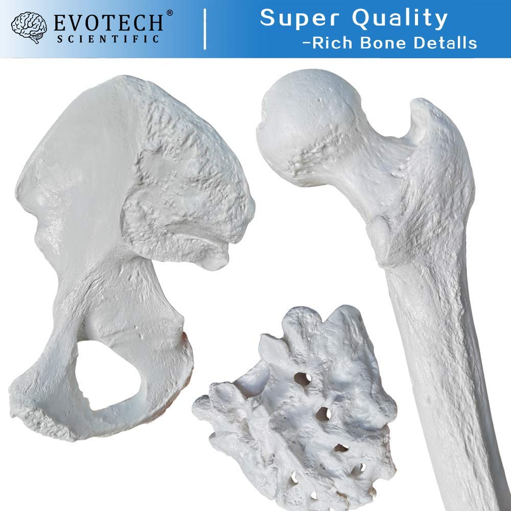 Evotech Disarticulated Human Skeleton Model For Anatomy 67 inch High, Full Size Skeleton Models with Skull, Spine, Bones, Articulated Hand & Foot, for Anatomy Medical Learning