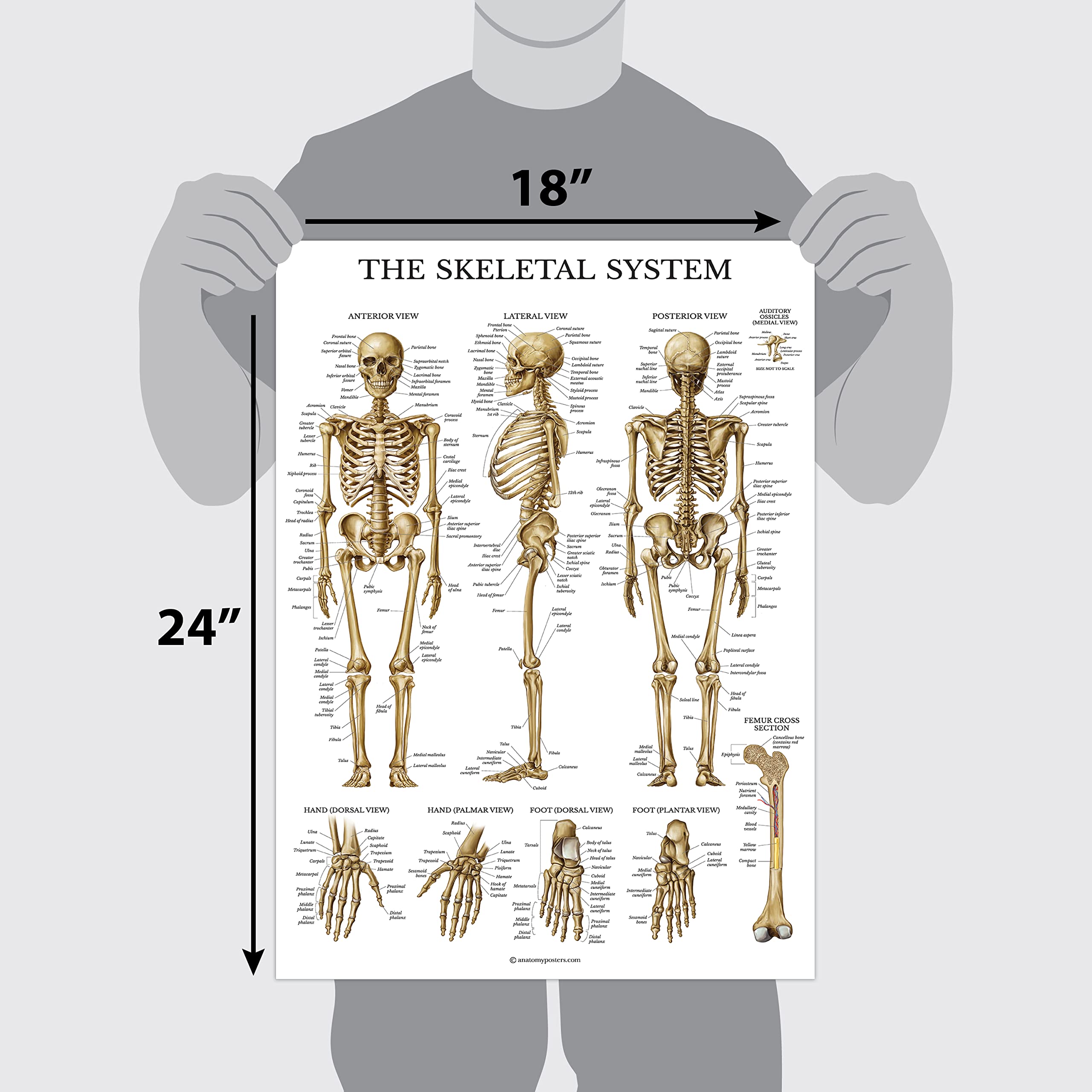 10 Pack - Anatomical Poster Set - LAMINATED - Muscular, Skeletal, Digestive, Respiratory, Circulatory, Endocrine, Lymphatic, Male & Female Reproductive, Nervous System, Anatomy Chart Set - 18" x 24"