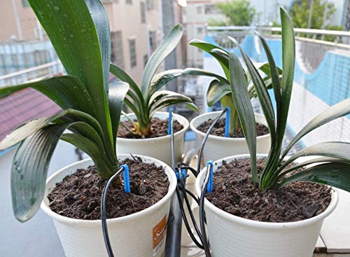 (100-PACK) - 6" Inch .5 GPH - Angled Drip Emitter Stake for Precise Watering & Irrigation, Greenhouse, Container Gardening, Home Garden, and Hydroponics Growing - for 1/8" Tubing (6" Inch Drip Stake)