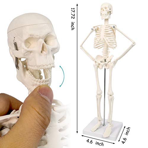 2023 Newest Design Human Skeleton Model for Anatomy,17.7β High Scientific Anatomy Human Body Model,with Movable Arms and Legs Bones Structures,Whole Spine and Ribs of The Skeleton Model are Integrated