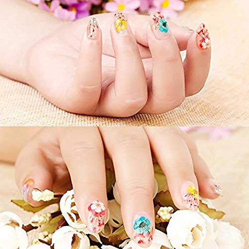 Valuu 3D Nail Dried Flowers Sticker,60 Five Petal Flower 12 Colors Natural Real Dry Flower Nail Stickers (60 Flowers)