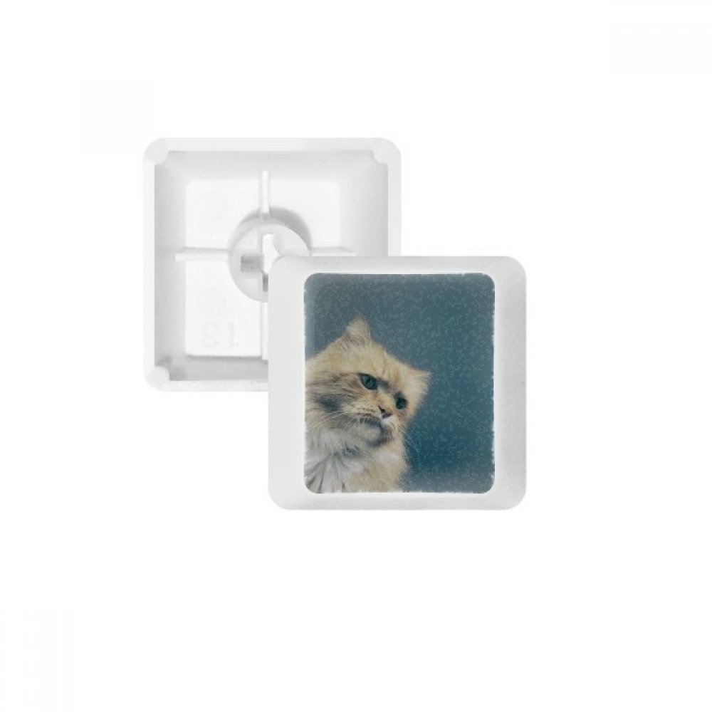 DIYthinker Animal Blue Cat Photograph Shoot Keycap Mechanical Keyboard PBT Gaming Upgrade Kit