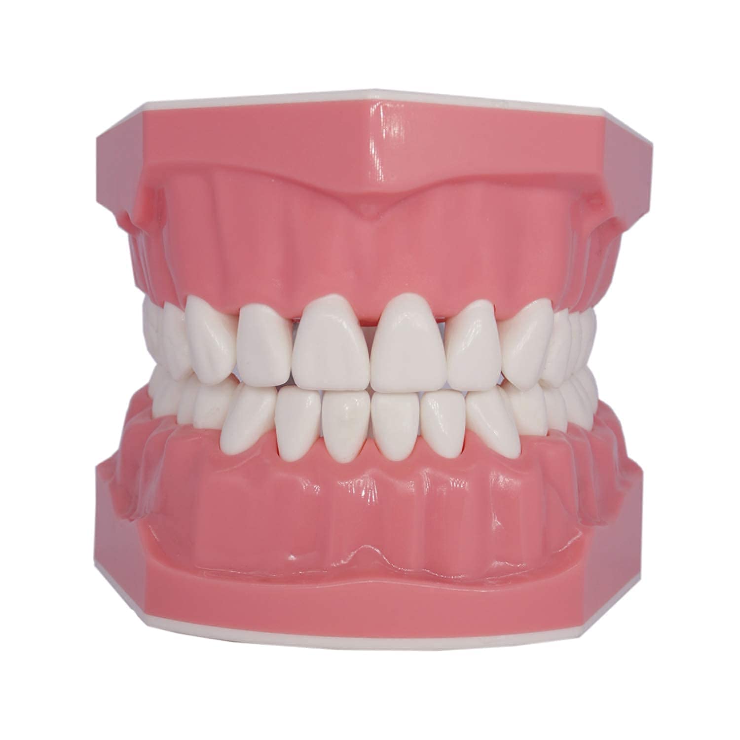 1.5 Times Large Dental Typodont Model Tooth Brushing flossing Practice Model Demonstration Removable Lower Teeth for Kids Dental Students Tooth Teach Study, 4.5 Inch x3.5 Inch x3.5 Inch