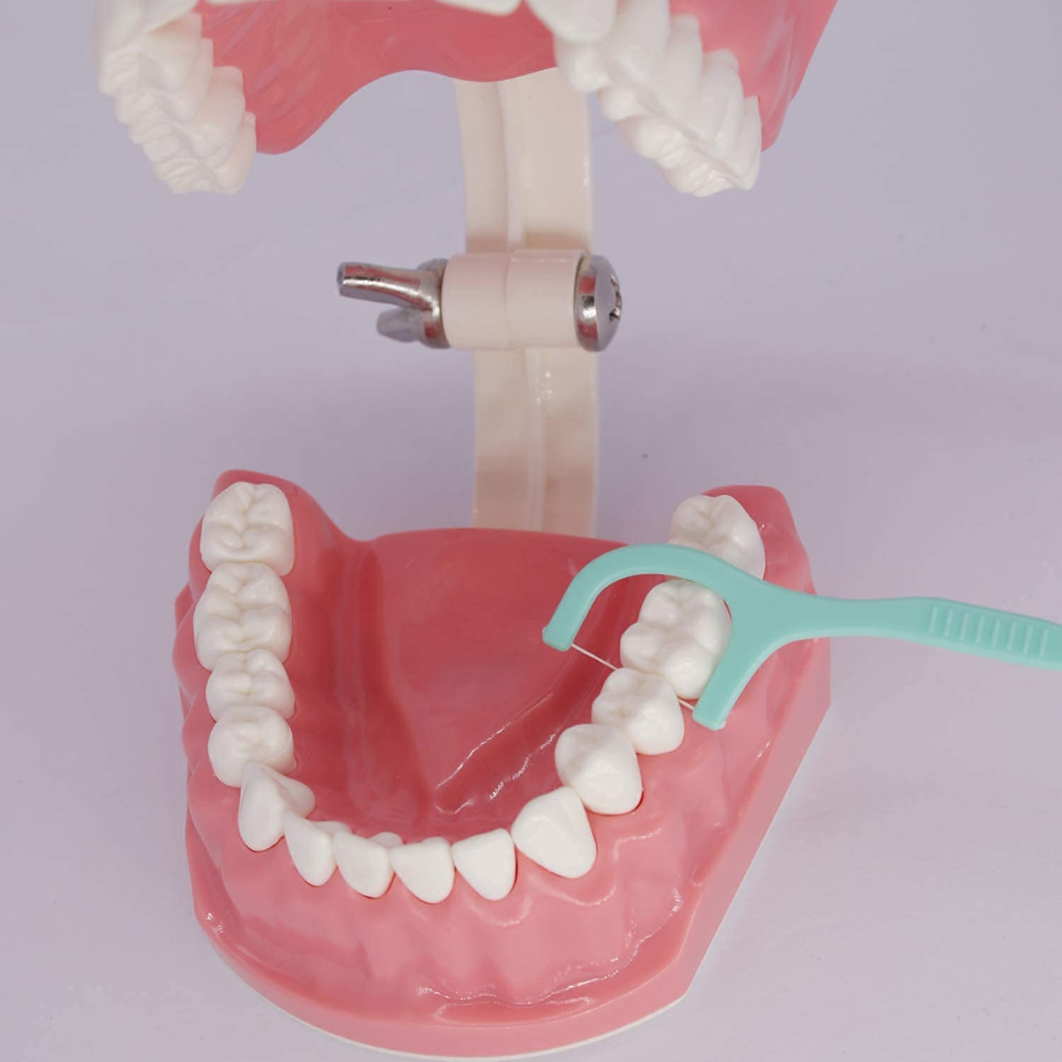 1.5 Times Large Dental Typodont Model Tooth Brushing flossing Practice Model Demonstration Removable Lower Teeth for Kids Dental Students Tooth Teach Study, 4.5 Inch x3.5 Inch x3.5 Inch