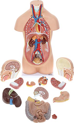 Axis Scientific 12-Part Unisex Mini Torso Anatomy Teaching Model, Includes Teaching Booklet