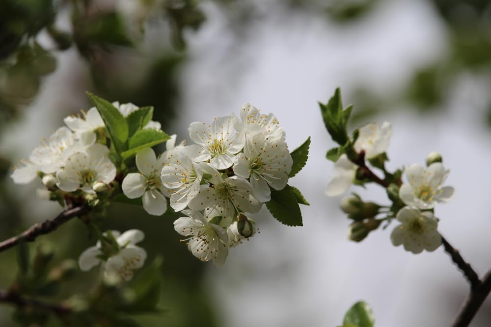 "Carmine Jewel" Dwarf Cherry Fruit Tree Seeds, 20 Seeds Per Packet, (Isla's Garden Seeds), Non GMO & Heirloom Seeds, Botanical Name: Prunus avium, Great Home Garden Gift