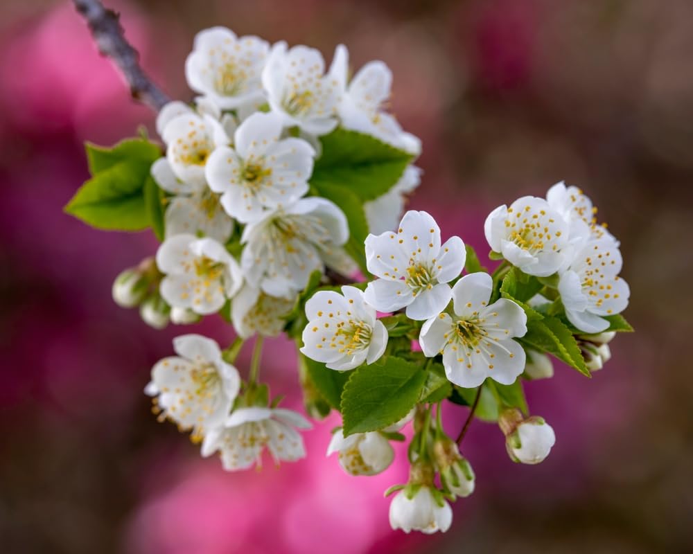 "Carmine Jewel" Dwarf Cherry Fruit Tree Seeds, 20 Seeds Per Packet, (Isla's Garden Seeds), Non GMO & Heirloom Seeds, Botanical Name: Prunus avium, Great Home Garden Gift