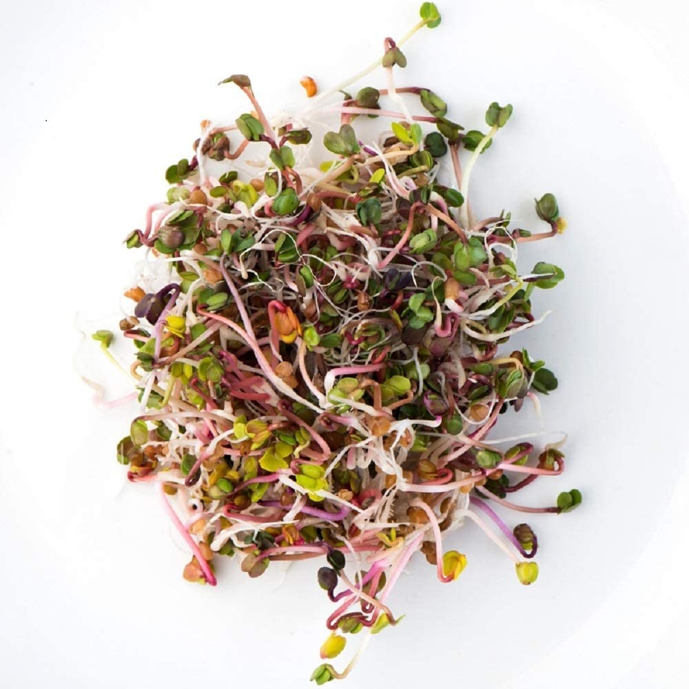 "COOL BEANS n SPROUTS" Brand, Radish Duo Sprouting Mix, 1 Pound / 16 Ounces, This is a Mix of Daikon Radish and Red Radish Seeds.