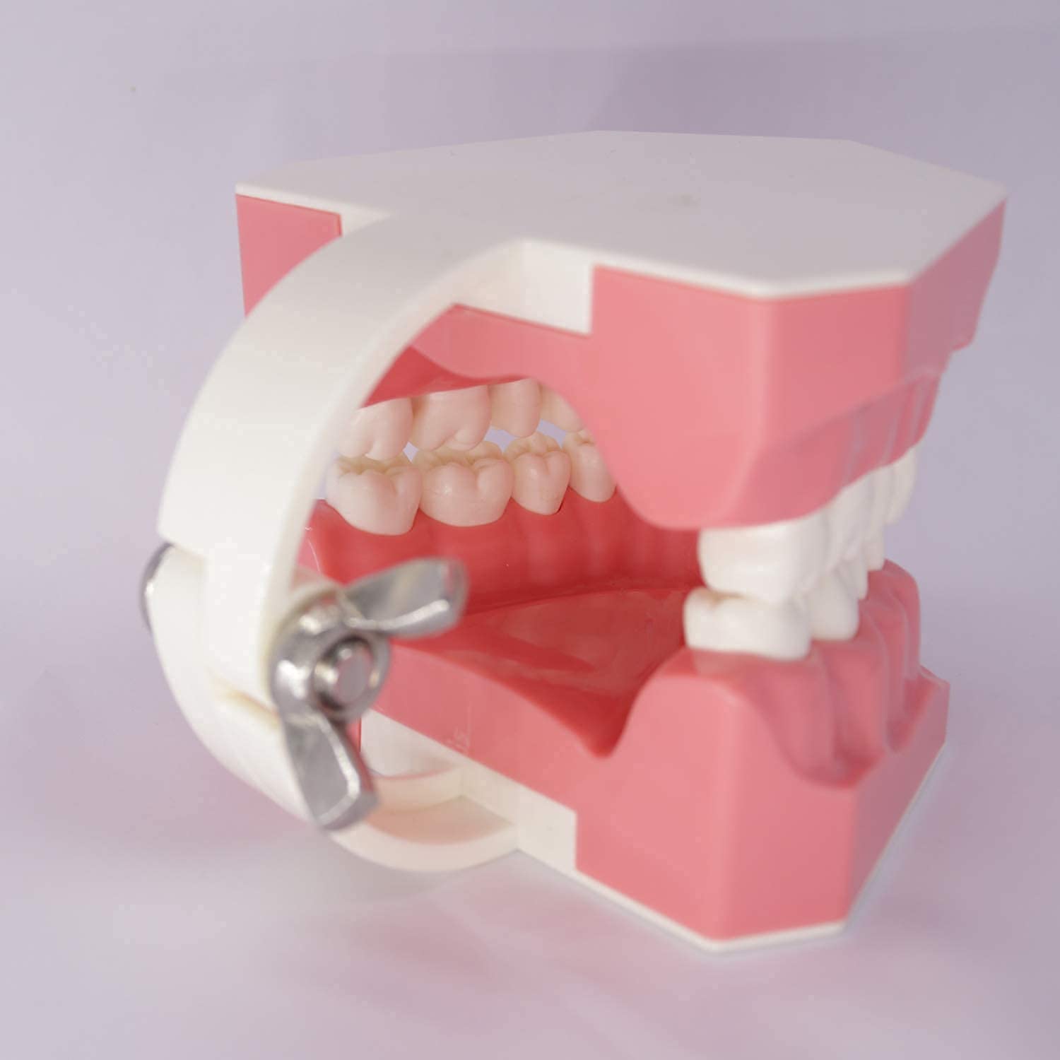 1.5 Times Large Dental Typodont Model Tooth Brushing flossing Practice Model Demonstration Removable Lower Teeth for Kids Dental Students Tooth Teach Study, 4.5 Inch x3.5 Inch x3.5 Inch