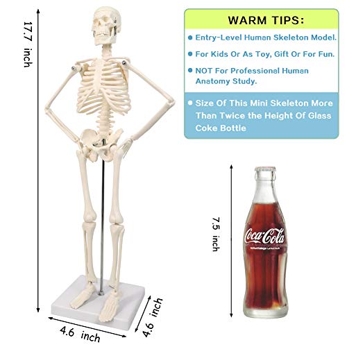 2023 Newest Design Human Skeleton Model for Anatomy,17.7β High Scientific Anatomy Human Body Model,with Movable Arms and Legs Bones Structures,Whole Spine and Ribs of The Skeleton Model are Integrated