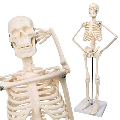 2023 Newest Design Human Skeleton Model for Anatomy,17.7β High Scientific Anatomy Human Body Model,with Movable Arms and Legs Bones Structures,Whole Spine and Ribs of The Skeleton Model are Integrated