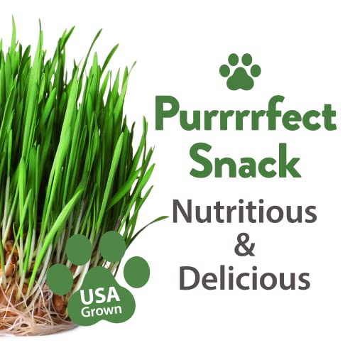 3200+ Cat Grass Seeds - Catnip Seeds, Alfalfa Seeds, Oat Seeds, and Oat & Barley Mix - Grow Cat Grass for Indoor Cats - Cat Grass Seeds Bulk - Refill Cat Growing Grass Kit - Heirloom Herb Seed