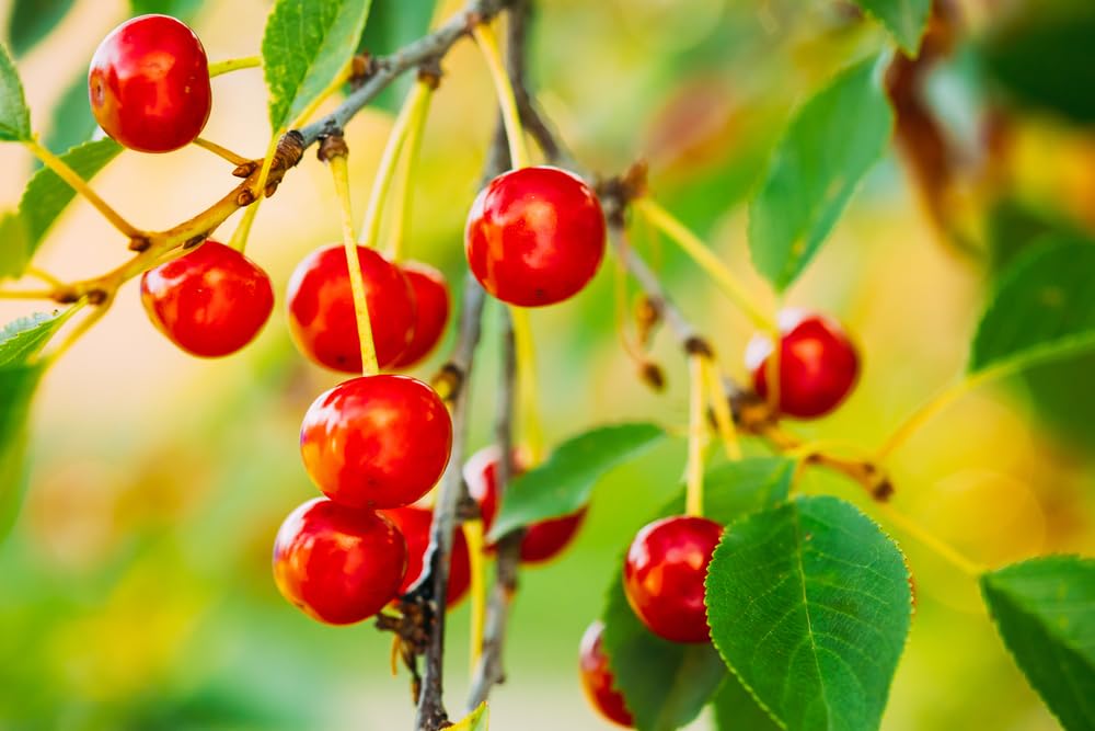 "Carmine Jewel" Dwarf Cherry Fruit Tree Seeds, 20 Seeds Per Packet, (Isla's Garden Seeds), Non GMO & Heirloom Seeds, Botanical Name: Prunus avium, Great Home Garden Gift