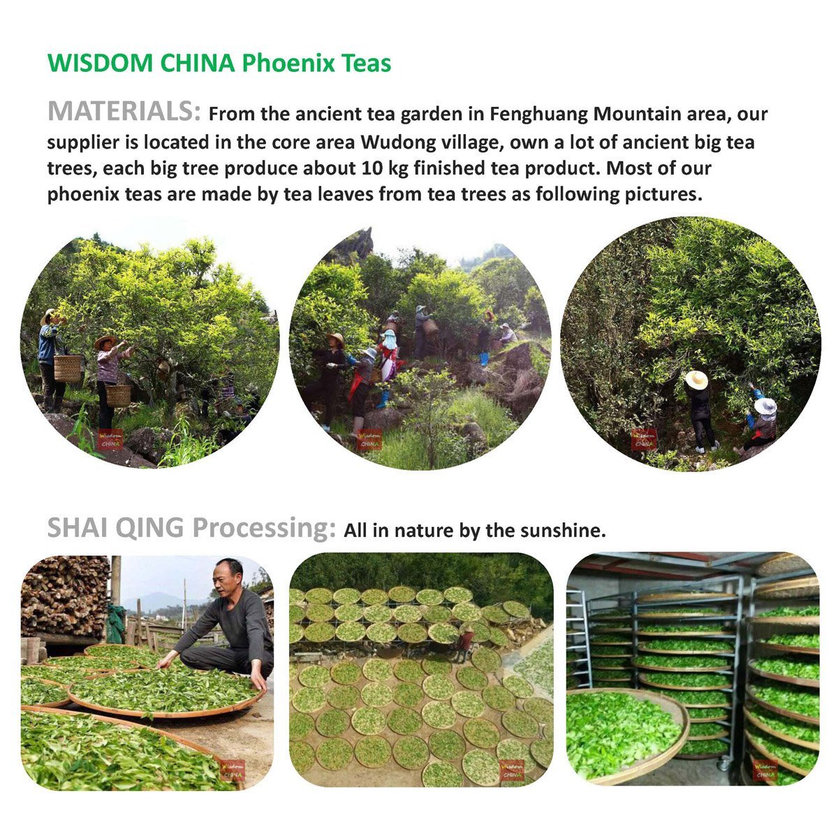 "Yashi Duck Shit"Flavor Origin Fenghuang Dancong Wisdom China Direct Supply Chinese Phoenix Oolong Tea 100g