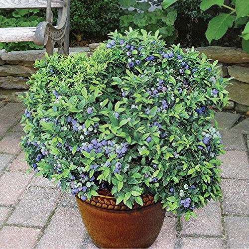 (1) - Top Hat Dwarf Blueberry - Starter Plant (8m)