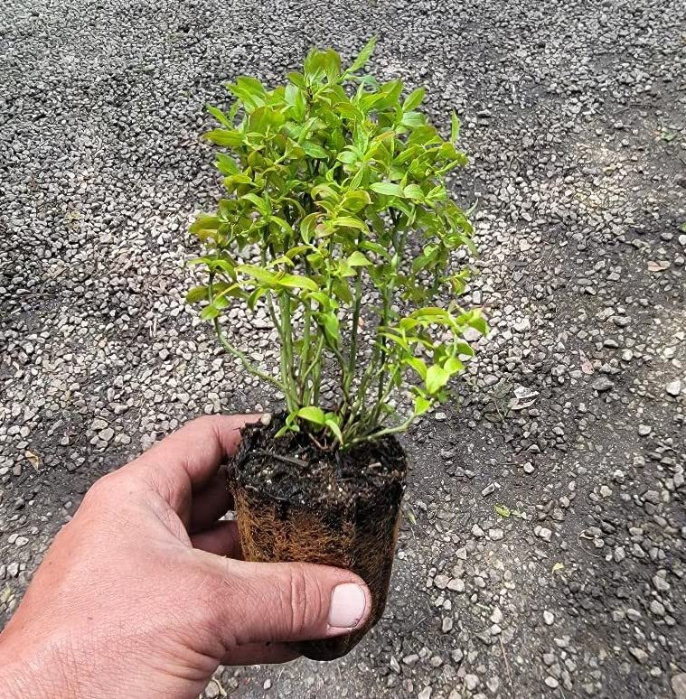 (1) - Top Hat Dwarf Blueberry - Starter Plant (8m)
