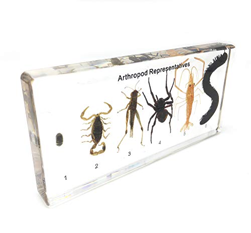 (6 Arthropods) Arthropod(Tardigrade) Representatives Paperweight Science Classroom Specimens for Science Education(6.5x3x1 Inch)