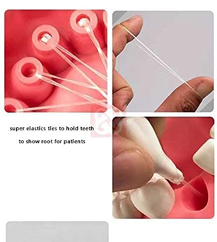 1.5 Times Large Dental Typodont Model Tooth Brushing flossing Practice Model Demonstration Removable Lower Teeth for Kids Dental Students Tooth Teach Study, 4.5 Inch x3.5 Inch x3.5 Inch