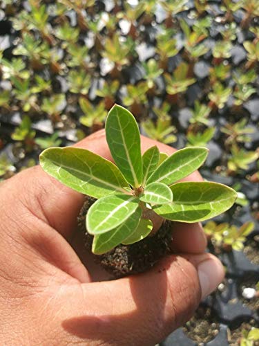 12 Live Plants 1.5 to 3" Desert Rose Seedlings in Assorted Colors -