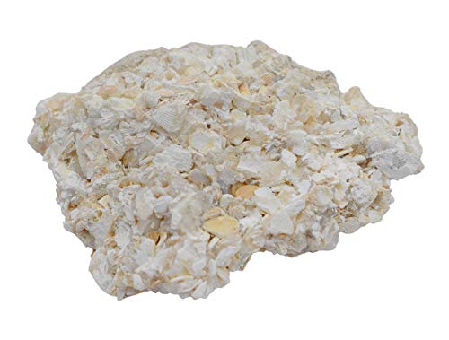 12PK Raw Coquina, Sedimentary Rock Specimens - Approx. 1" - Geologist Selected & Hand Processed - Great for Science Classrooms - Class Pack - Eisco Labs